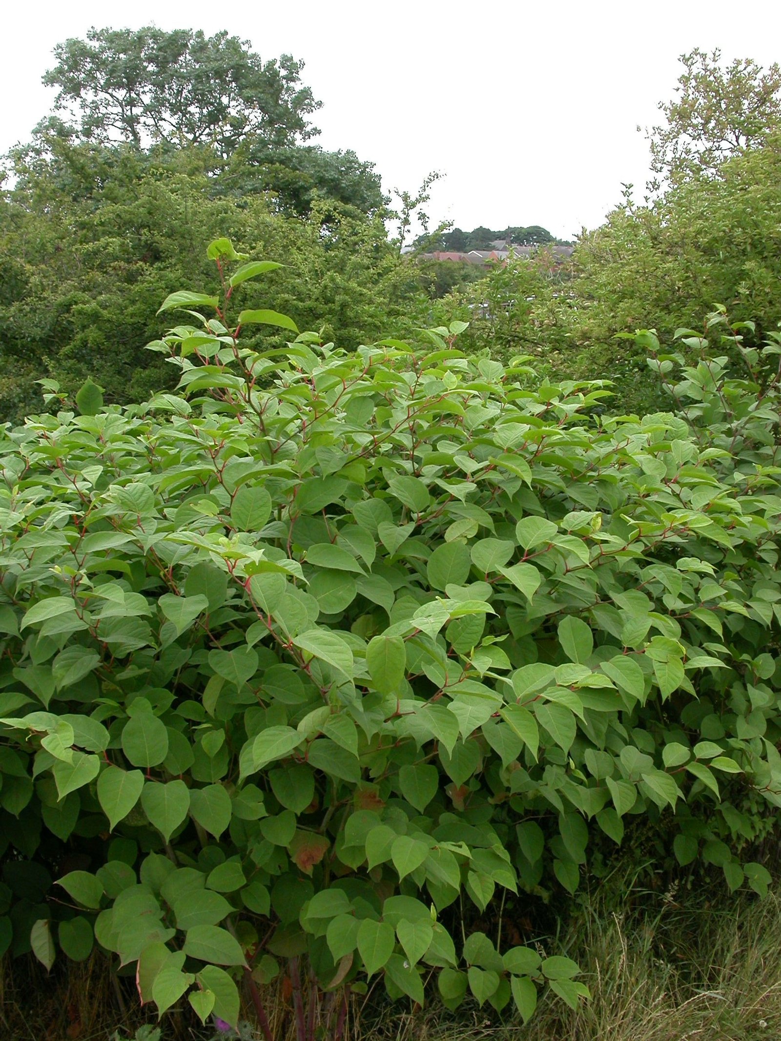 Combatting Invasive Species in Spalding: Our Expert Solutions - RW ...
